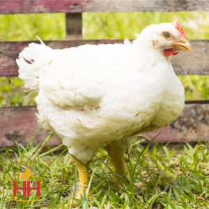 Cornish Cross Chicken Eggs