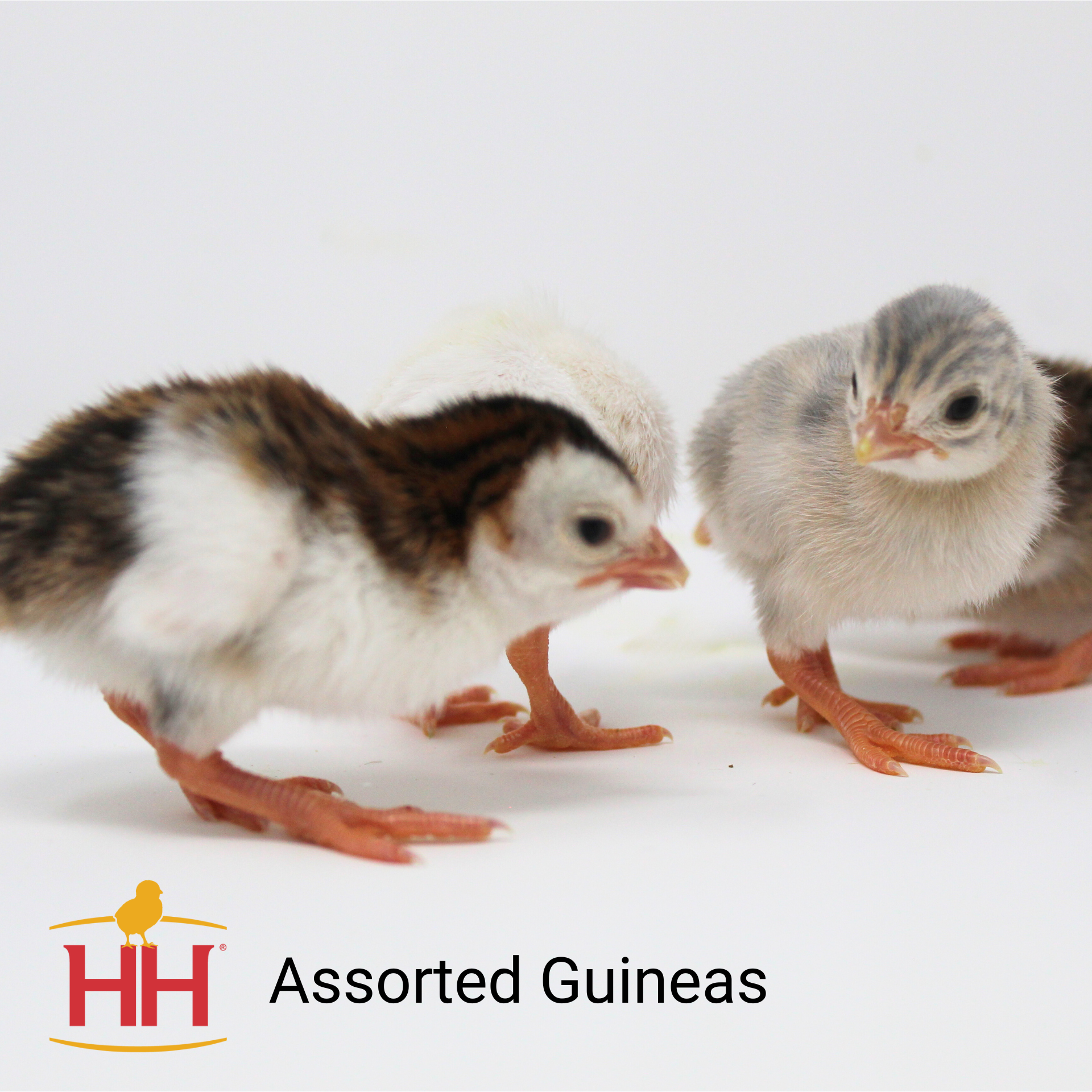 Assorted Guineas- Straight Run | Hoover's Hatchery