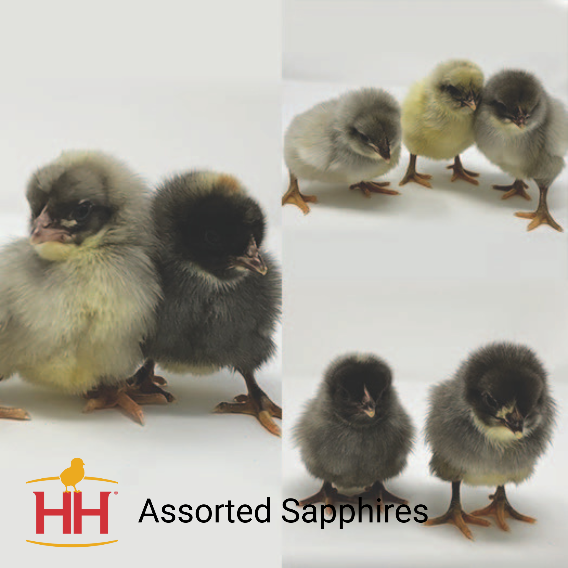Assorted Sapphires | Hoover's Hatchery