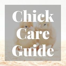 Care Guides | Hoover's Hatchery
