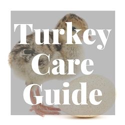 Care Guides | Hoover's Hatchery